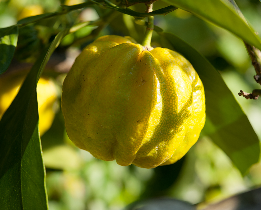 Zitrone: Vitamin-C und gute Laune-haltig
