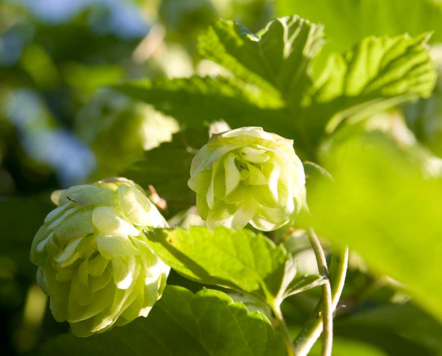 Hopfenzapfen: Beruhigend & schlaffördernd