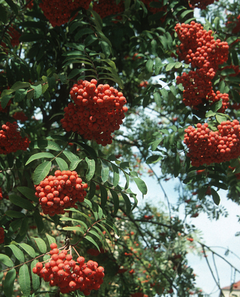 Vogelbeeren: Beliebte Wildbeeren mit heilsamer Wirkung
