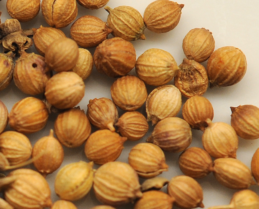 Korianderfrüchte: Mehr als ein Küchengewürz