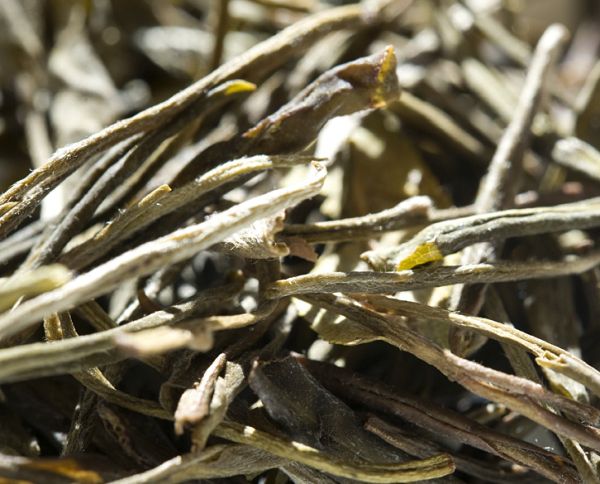 Tee und seine anregenden, gesundheitlichen Wirkungen